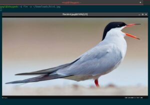 How to View Images from the Linux Terminal | 2DayGeek